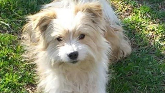 Perrito extraviado | Chacabuco en Red