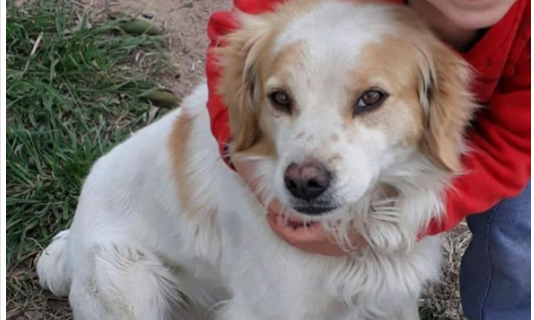 Perro extraviado | Chacabuco en Red