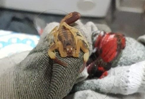 Preocupación por la aparición de un Alacrán peligroso | Chacabuco en Red